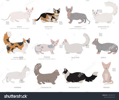 Miniature Cat Breeds