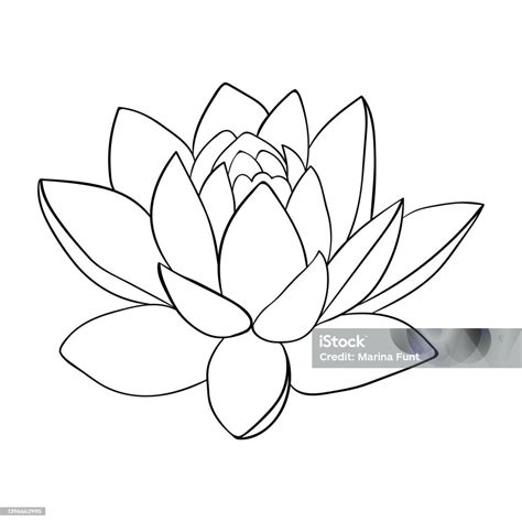 로터스 라인 아트 큰 연꽃 새싹 이국적인 밀교 식물 초대장 연꽃과에 대한 스톡 벡터 아트 및 기타 이미지 연꽃과 드로잉 한 줄로 Istock