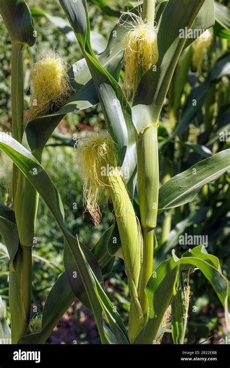 Maize Plant Flower Young Green Corn Plant With Maize Flowers Bright