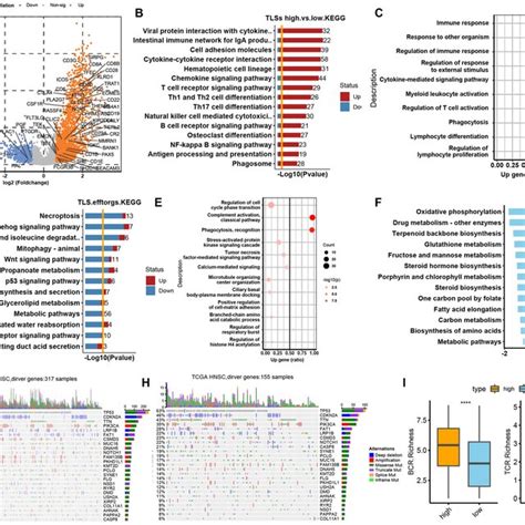 Gene Profiling And Mutation Analysis In Different Tls Subtypes A Download Scientific Diagram