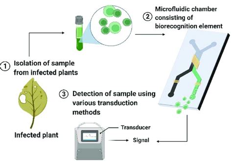 Diagram Of A Microfluidic Device For Identifying Plant Diseases Download Scientific Diagram