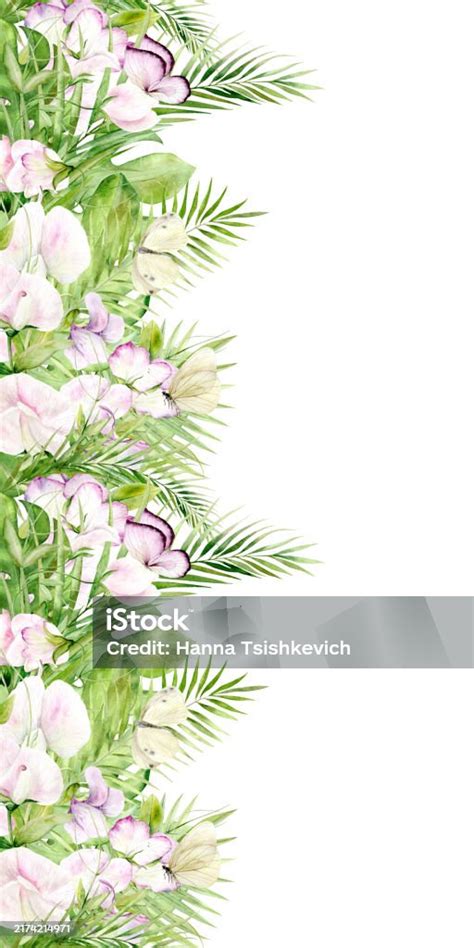 향기로운 완두콩과 나비의 수채화 꽃의 원활한 수직 테두리 그림은 흰색 배경에 손으로 그려져 있습니다 카드 디자인 섬유 및 스크랩북에 적합합니다 0명에 대한 스톡 벡터 아트