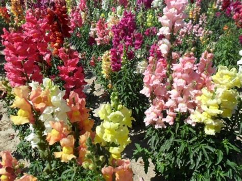 辽宁适合种植矮生金鱼草吗 怎么播种比较好 花圃日记 长景园林网