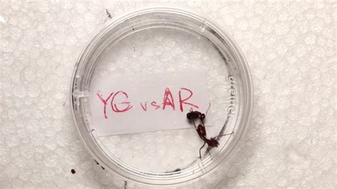 New Ant Species Explodes To Defend Its Colony Blog