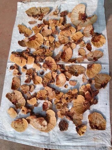 Ganoderma Lucidum Extract Powder At Rs 3000 Kg In Bahadurgarh Id 2849524966348