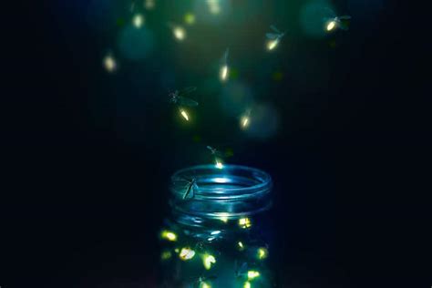 Are Fireflies Lightning Bugs Endangered Or Extinct A Z Animals