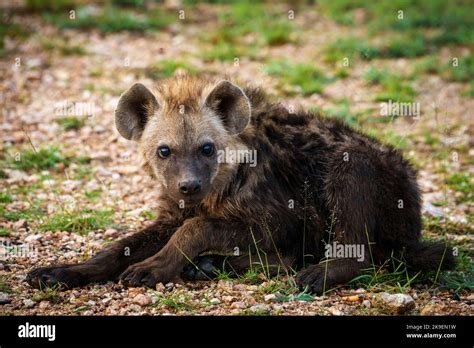 Spotted Hyena Or Laughing Hyena Crocuta Crocuta Cub Kruger National