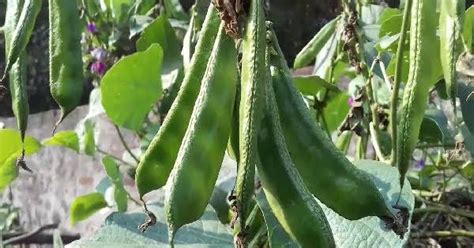 খাটো শিমের নতুন জাত উদ্ভাবন করলেন বশেমুরকৃবির গবেষক চাষে লাগবে না মাচা সবুজ বাংলাদেশ24