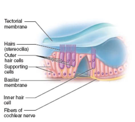Vestibular Membrane
