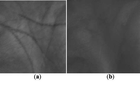 Figure 1 From A Novel Deep Learning Model For Palmprint Palmvein Recognition Semantic Scholar