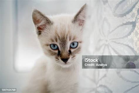 커튼 뒤에 있는 창문에 파란 눈을 가진 새끼 고양이의 초상화 가르랑거림에 대한 스톡 사진 및 기타 이미지 가르랑거림 가축 갈고리 발톱 Istock