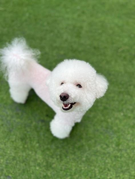 비숑프리제 옥지 강아지 책임분양♥ 입양완료 아이조아 유기방지입양 파양 강아지보호소 고양이보호소 무료분양센터