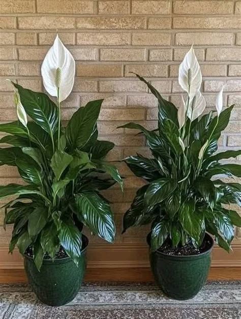 ️Гадаадын гоё зураг шиг дарах гэсэн Аз жаргалтай цэцэгс Facebook