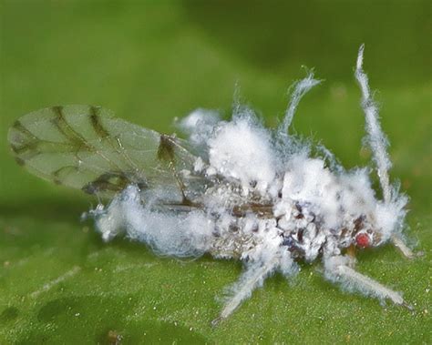 Hackberry Wooly Aphid