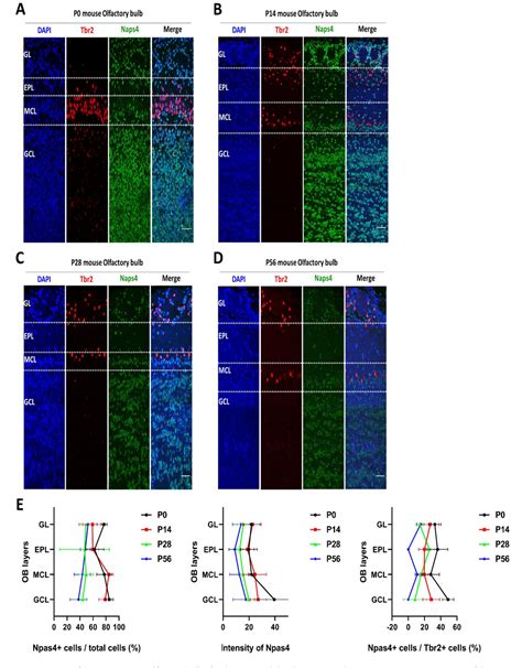 Figure 2 From Sensory Stimulation Dependent Npas4 Expression In The