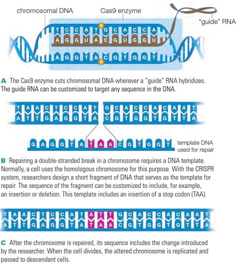 An Example Of Crispr Cas9 Use‼️ Crispr Includes A Type Of Restriction Enzyme That Is Guided To