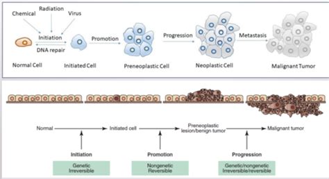 Lecture 3 Oncognesis Flashcards Quizlet