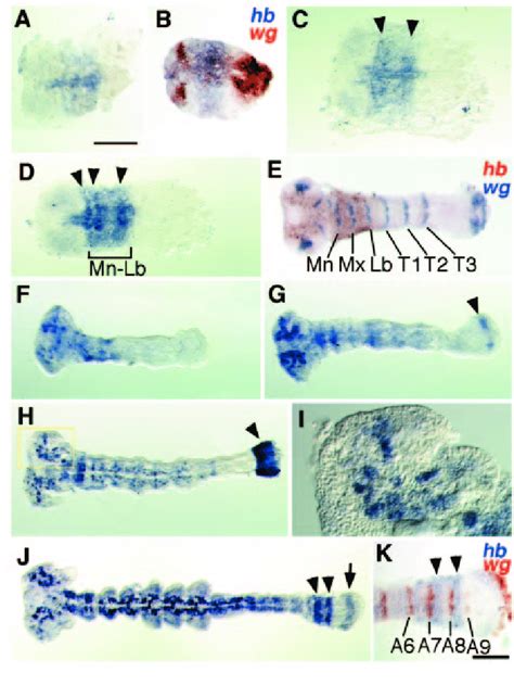 Expression Of Gb Hb During Embryogenesis Expression Patterns Of Gb Hb