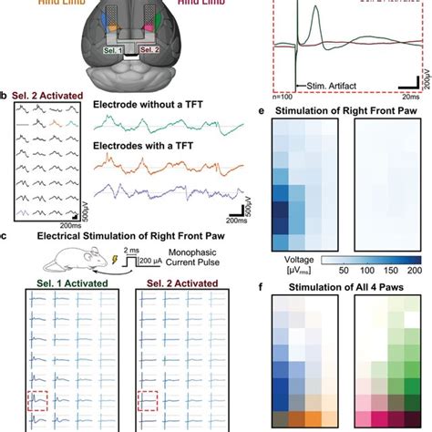 In vivo validation of the µECoG arrays in addressing mode Download Scientific Diagram