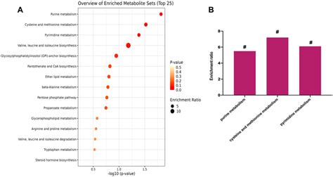 Analysis Of Metabolic Pathways A Metabolic Pathway Enrichment