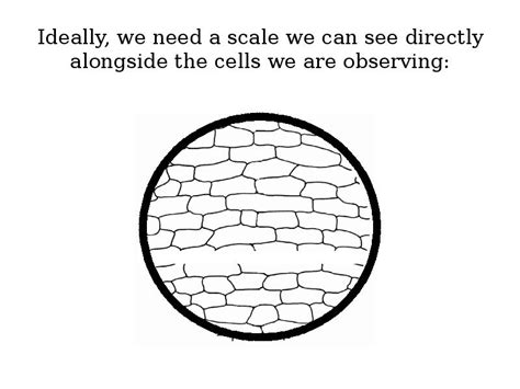 Microscope Measurement презентация доклад проект скачать