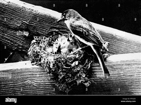 This Article Discusses The Nesting Habits Of The Phoebe Bird Highlighting Its Unique Nest