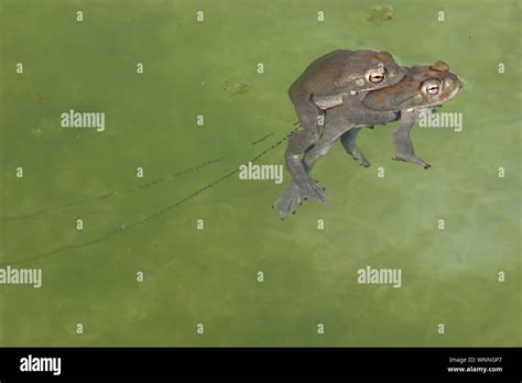 Toad Laying Eggs Hi Res Stock Photography And Images Alamy