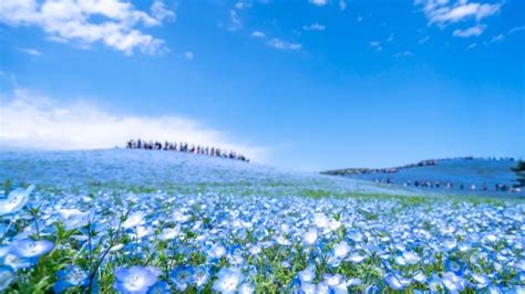 ゴールデンウィークの天気予報 Gwは晴天が長続きせず 広範囲で雨の日もウェザーニュース