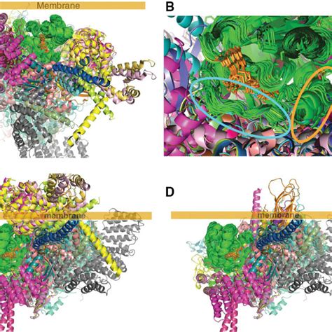 Superimposition Of Effector Complexes Of Small Gtp Binding Proteins