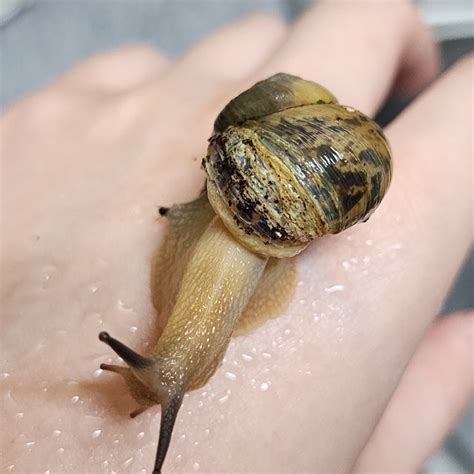 달팽이 껍질 변화 지식in