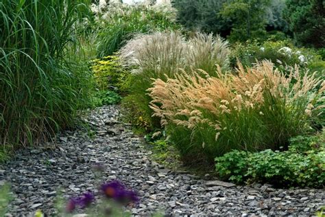 How To Grow Ornamental Grasses Add Drama With These Low Maintenance Plants Gardeningetc