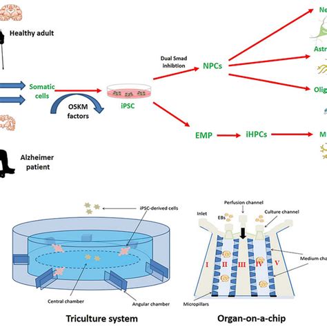 A Scheme Of Ipsc Generation Differentiation Of Ipscs To Brain Derived