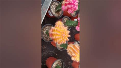 선인장 다육이 꽃 넘 예쁘네 단풍 물들은것 같다 알룩달룩한 울긋불긋 아담귀요미 Youtube