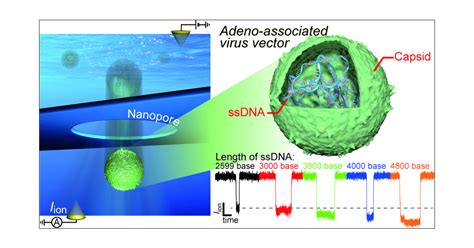 Identifying Viral Vector Characteristics By Nanopore Sensing Acs Nano