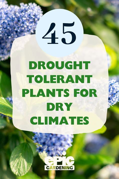 45 Drought Tolerant Plants For Dry Climates In 2024 Drought Tolerant