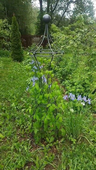 Пергола для клематиса. #сад #творчество #nature #дача #сварка #огород # ...