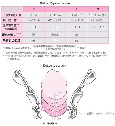 103e60 分娩の経過 国試 M3e Medical