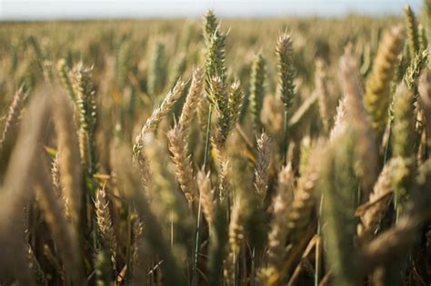밀 필드입니다 황금 보 리 밀의 귀 닫습니다 아름 다운 자연 일몰 풍경입니다 빛나는 햇빛 아래 농촌 풍경입니다 초원 밀 필드의 귀를 숙성의 배경입니다 풍부한 수확 개념 0