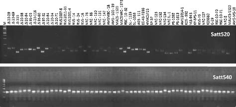 Figure 1 From Validation Of Drought Tolerance Gene Linked Microsatellite Markers And Their