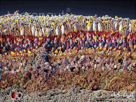 This Shot Depicts The Seamless Integration Between MEDizzy