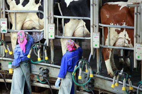 Russian Ban Good For Russian Dairy Market Dairy Global