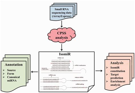 Isomir Bank A Research Resource For Tracking Isomirs Rna Seq Blog