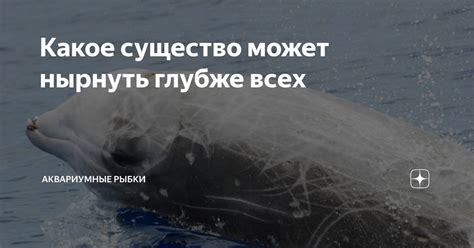 Какое существо может нырнуть глубже всех Аквариумные рыбки Дзен
