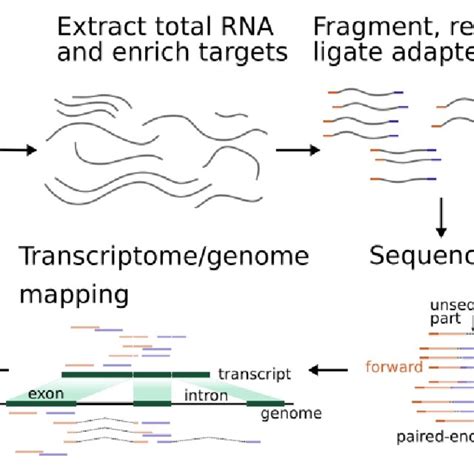 Overview Of The Experimental Steps In A Rna­seq Protocol The Cdna