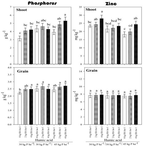P And Zn Contents In Shoots And Grains Of Maize Plants Grown On A Download Scientific Diagram