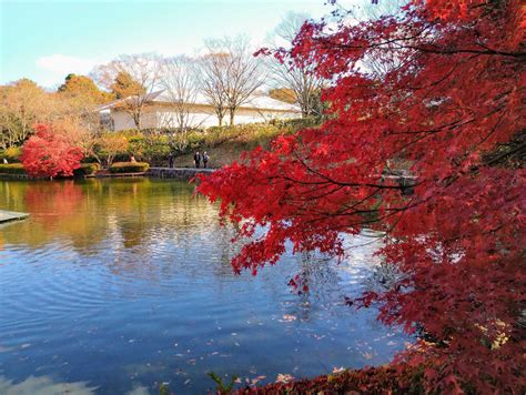 びわこ文化公園 文化ゾーン の紅葉 2021 11 23 ももたろうのお弁当 楽天ブログ