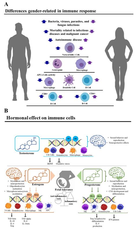 Sex Hormones In Multiple Sclerosis A Review Biomedicines Mdpi Posted