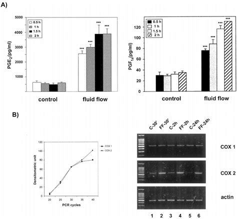 Stimulation Of Pge 2 6 Keto Pgf 1 And Cox 2 Mrna Expression By