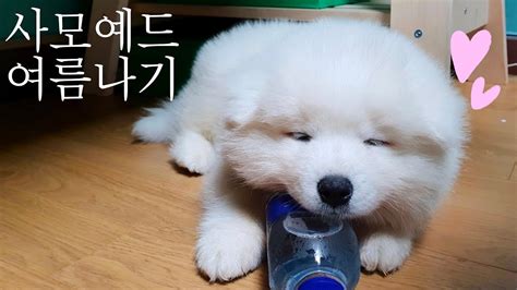 사모예드 새끼 아기 여름 더위 나기 Youtube