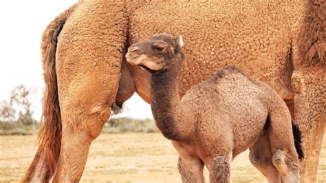 Camels Feral Camel Milk Could Be Turned Into Infant Formula Under New
